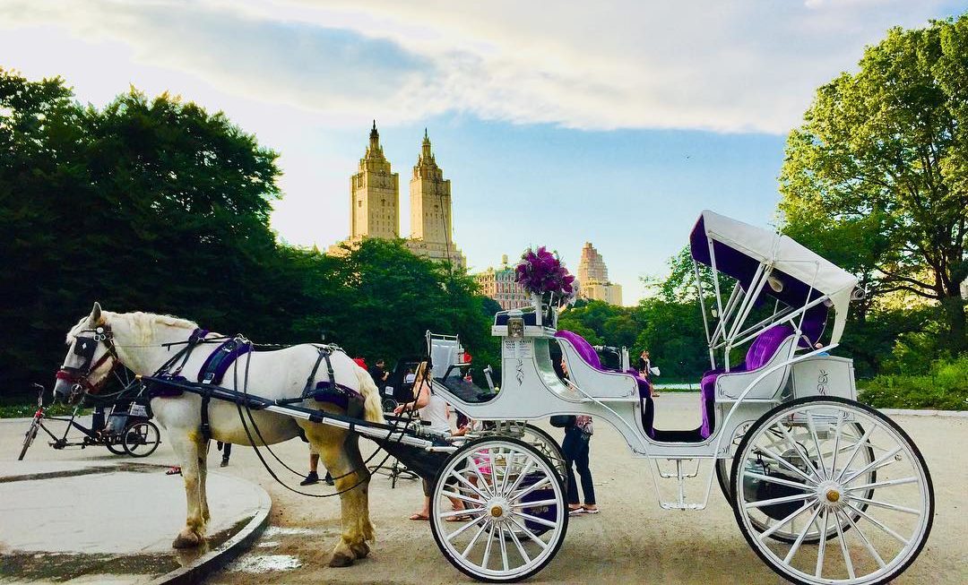 Carriage Rides in Central Park | New York City Adventure